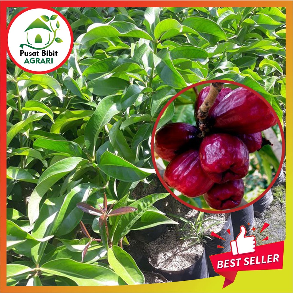 Jual Bibit Jambu Jamaika Jumbo Jambu Bol Asli Tanaman Buah Okulasi ...