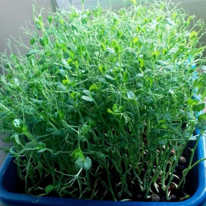 Jual Benih Sayur Microgreen Pea Shoot - Tomiao - Kacang Polong ( 5 Kg ...