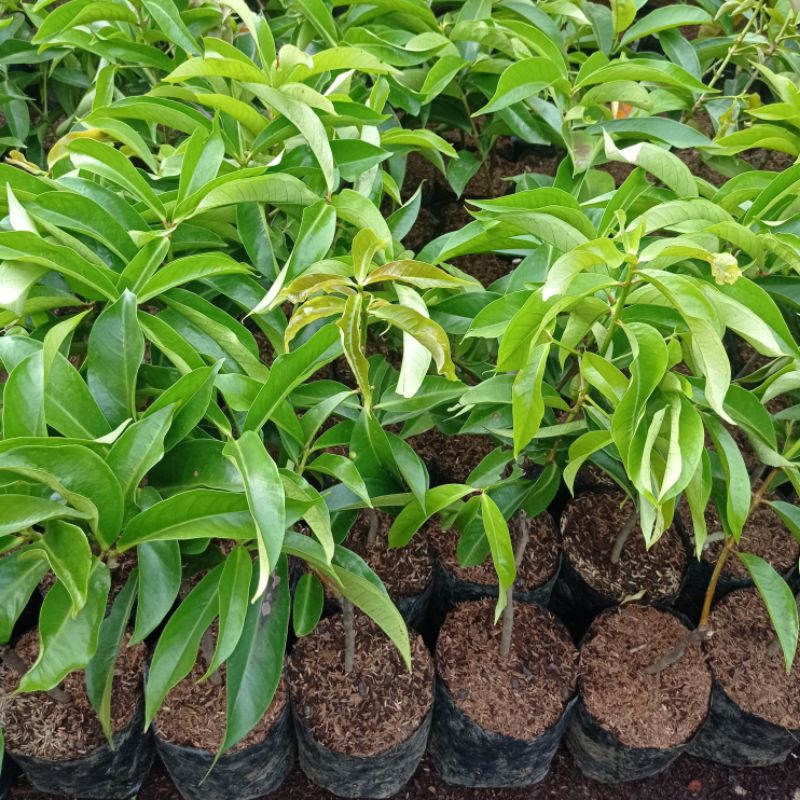 Jual Tanaman Buah Jambu Bol Jamaika, Pohon Jambu Jamaika | Shopee Indonesia