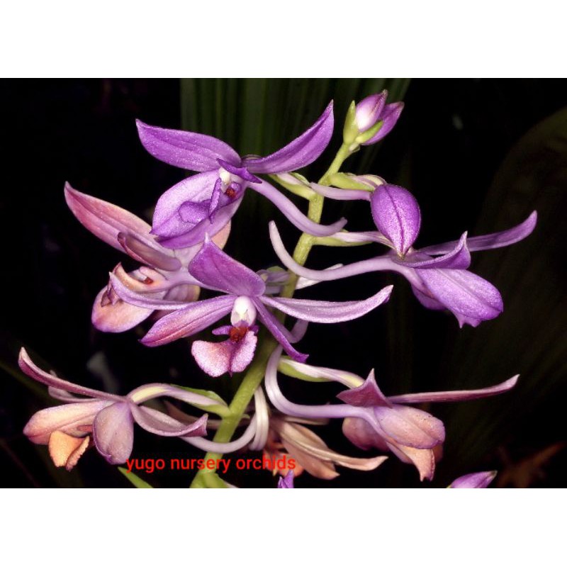 Jual anggrek tanah calanthe sylvatica anggrek spesies | Shopee Indonesia