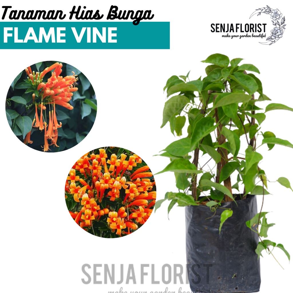 Jual Tanaman Bunga Flame Vine - Pyrostegia Venusta | Shopee Indonesia