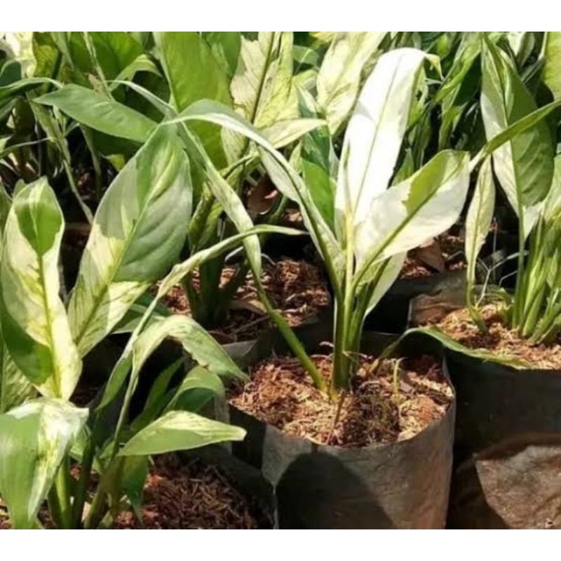 Jual tanaman hias bunga lili varigata | Shopee Indonesia