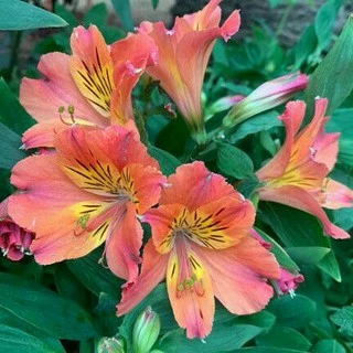 Jual Bunga Alstroemeria Terlengkap & Harga Terbaru April 2024 | Shopee ...