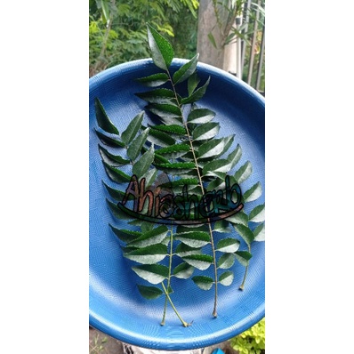 Jual Daun Kari Herbal Salam Koja ( Perhelai / Bibit ) Daun Temurui ...