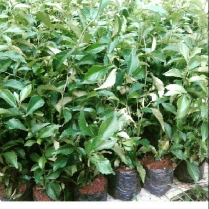 Jual Pohon Teh Tehan-Tetehan tanaman pluntuk pagar | Shopee Indonesia