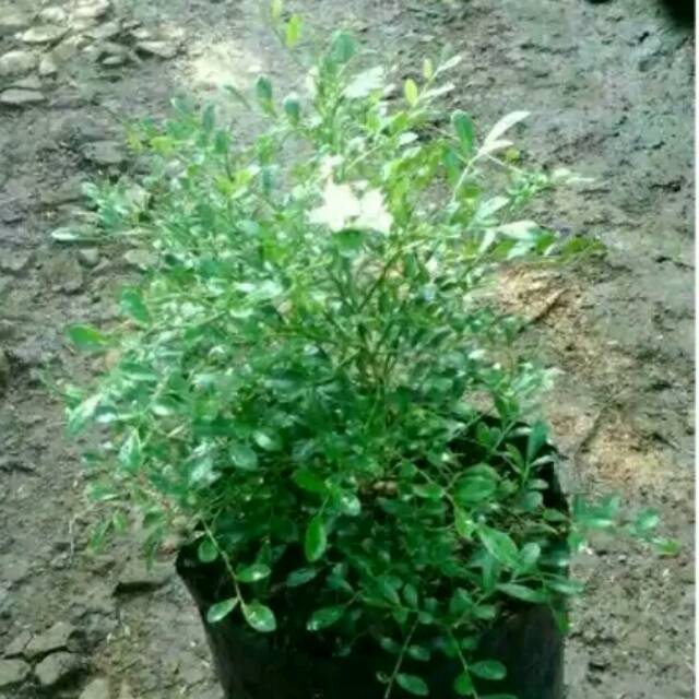Jual Tanaman Hias Bunga Kemuning Mini - Micro | Shopee Indonesia