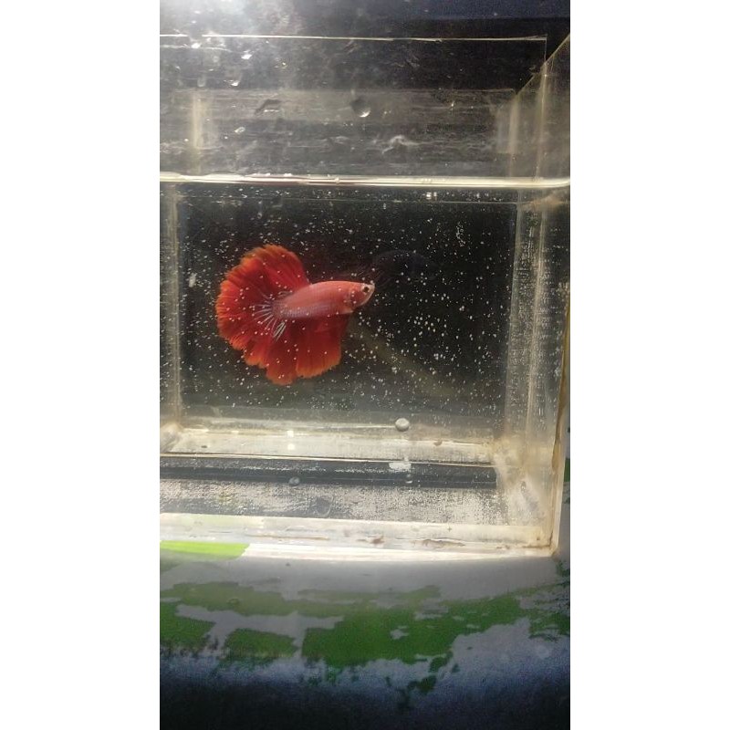 Jual ikan cupang HM red dragon | Shopee Indonesia