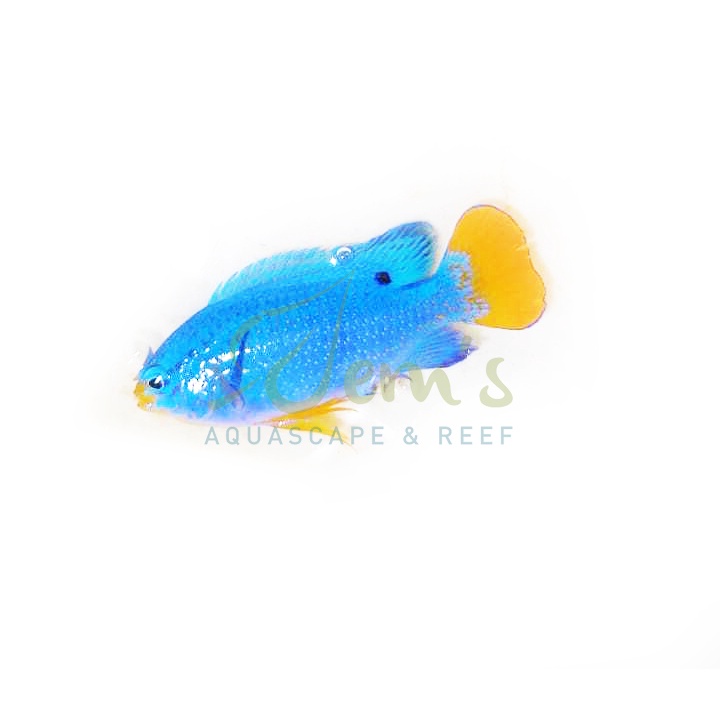 Jual Ikan Air Laut Betok Blue Devil Ambon (Blue Devil Redtail ...