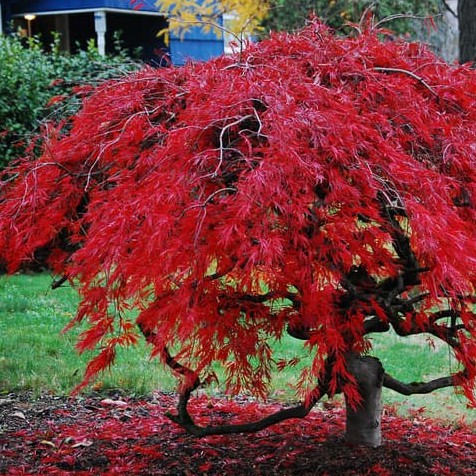 Jual Benih MAPLE RED Japanese - Biji Bibit Pohon | Shopee Indonesia