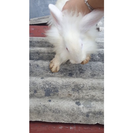 Jual kelinci rex dan himalayan sisa sepasang | Shopee Indonesia