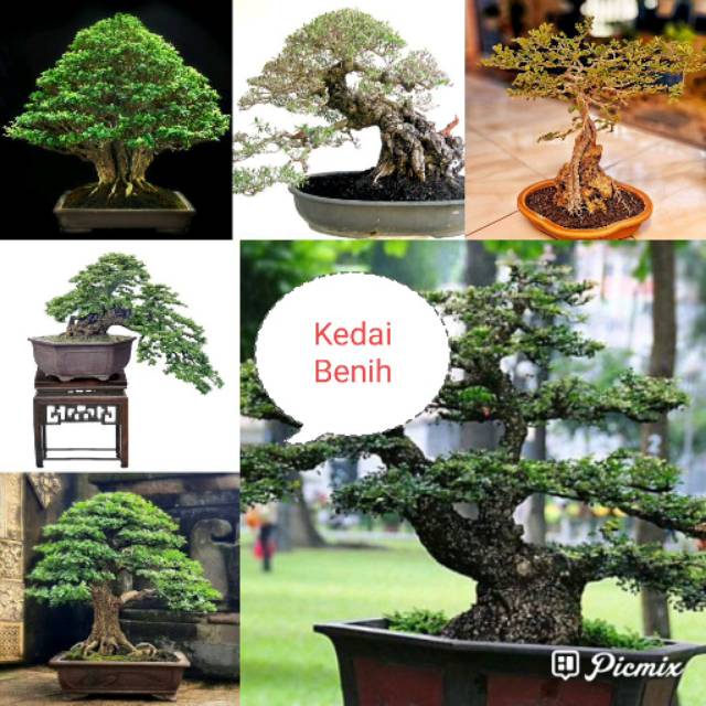 Jual Kedai Benih Bibit Buah Kawista ~ 2 Biji | Shopee Indonesia