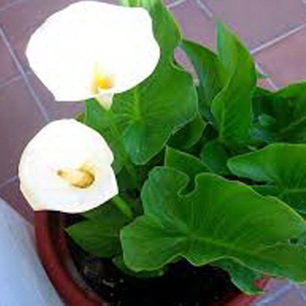 Jual Tanaman hias Calla lily bunga putih | Shopee Indonesia