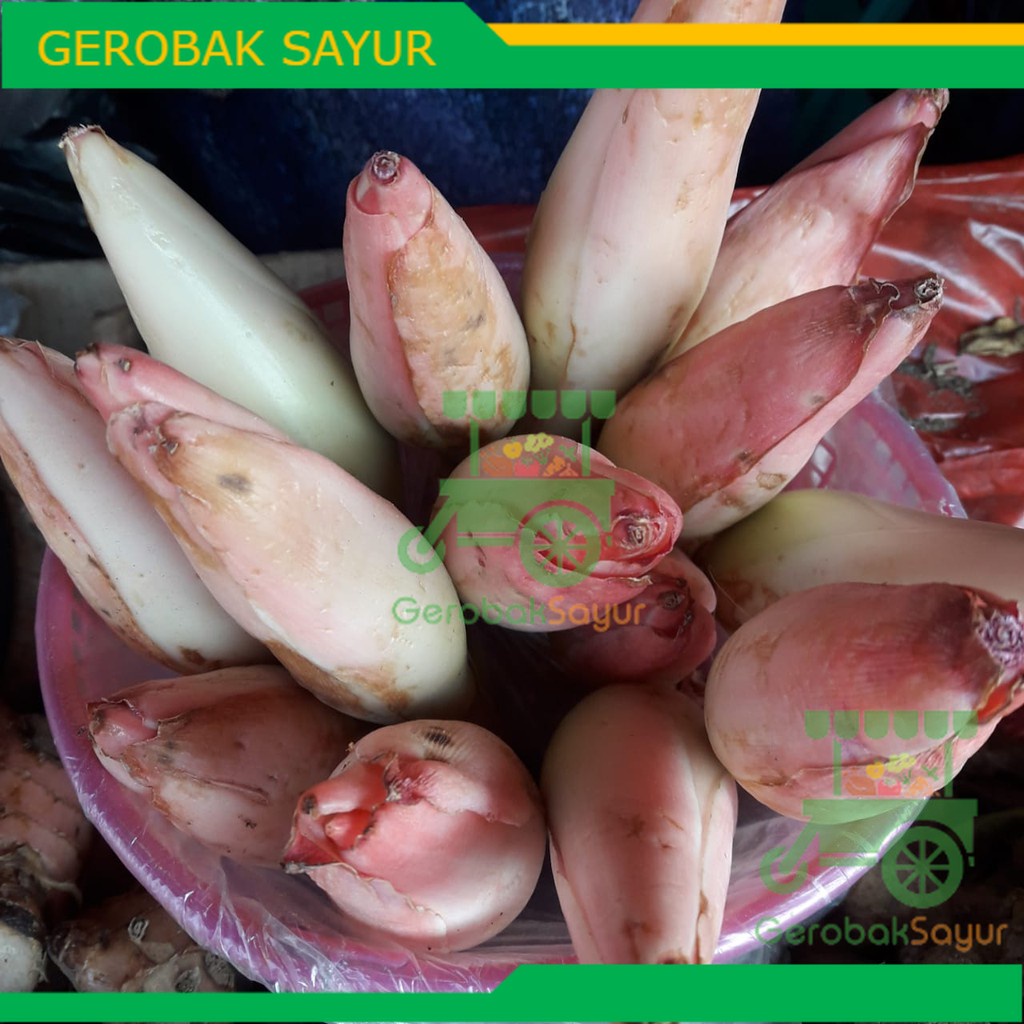 Jual Bunga Kecombrang / Honje / Rias / Kincung | Shopee Indonesia