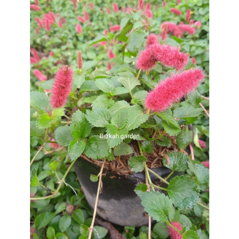 Jual Tanaman ekor Kucing Bunga Gantung Acalypha Indica /Acalypha ...