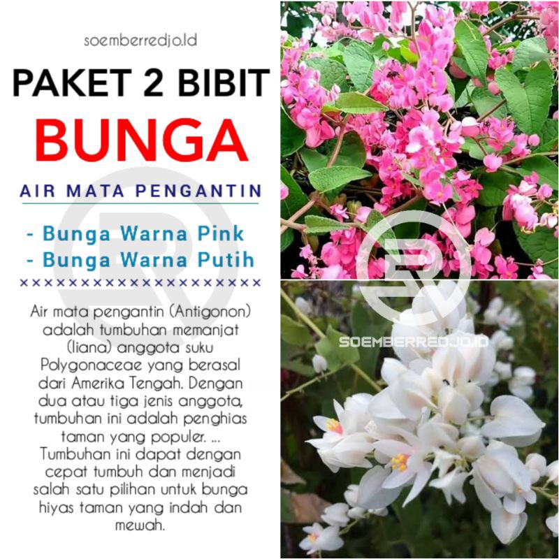 Jual Paket 2 Tanaman Bunga Air Mata Pengantin Pink dan Putih | Shopee ...