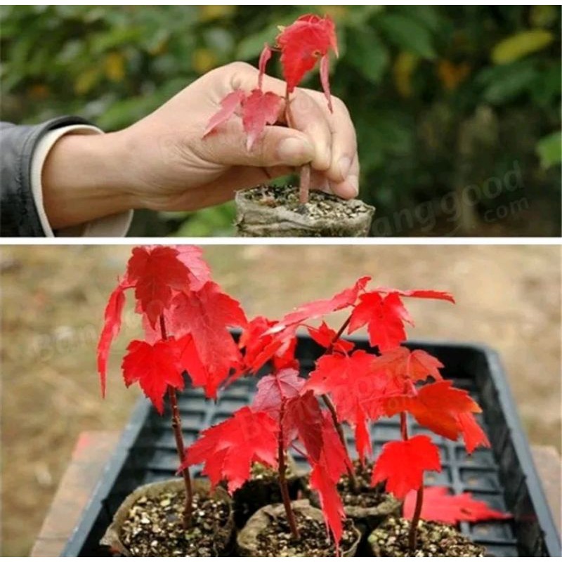 Jual Benih Biji Pohon Maple Merah Bonsai F1 | Shopee Indonesia