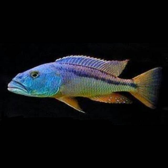 Jual Aristochromis Christyi Cichlidae Lake Malawi Central Africa ...