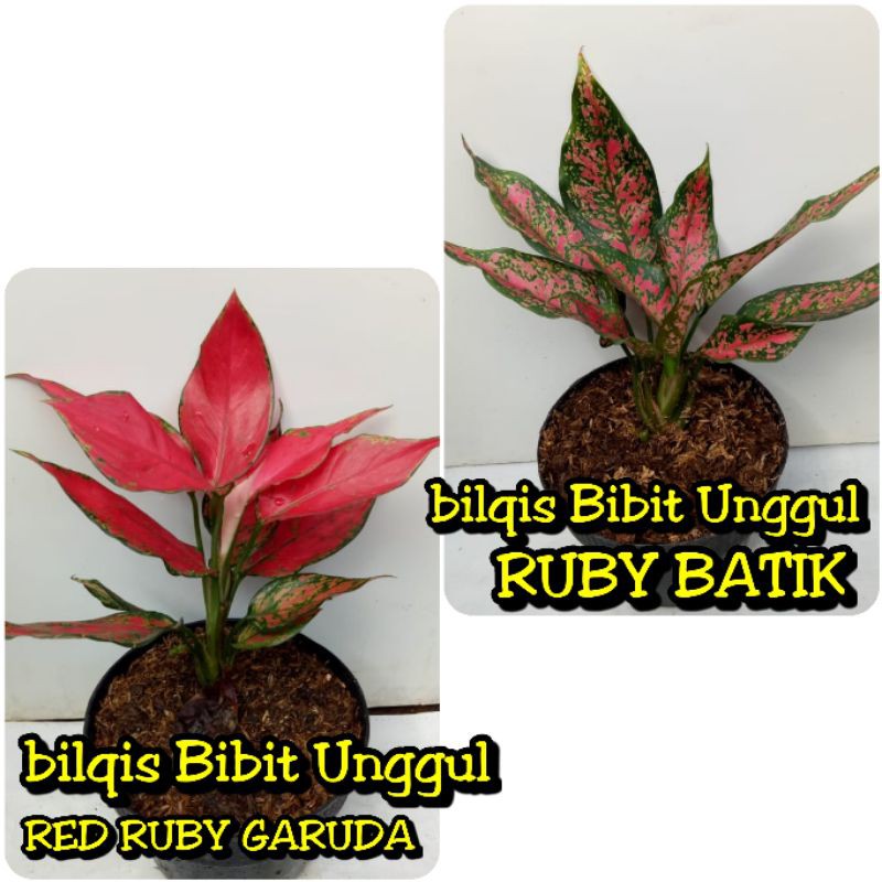 Jual paket 2 bunga aglonema red Ruby Garuda/Ruby Garuda batik (Red Ruby ...