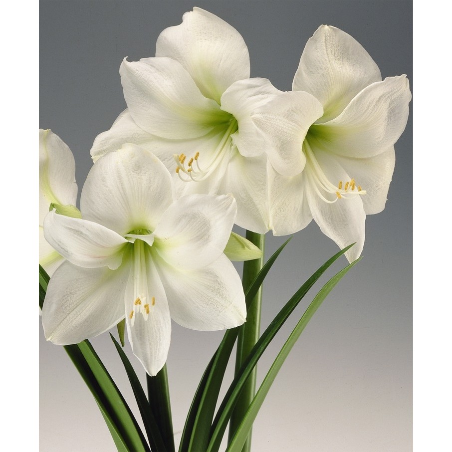 Jual Benih Umbi Bunga Amaryllis / Amarylis Snow White | Shopee Indonesia