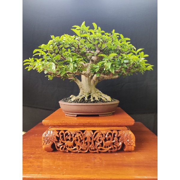 Jual Bonsai Anting Putri (The Max 30 cm) | Shopee Indonesia