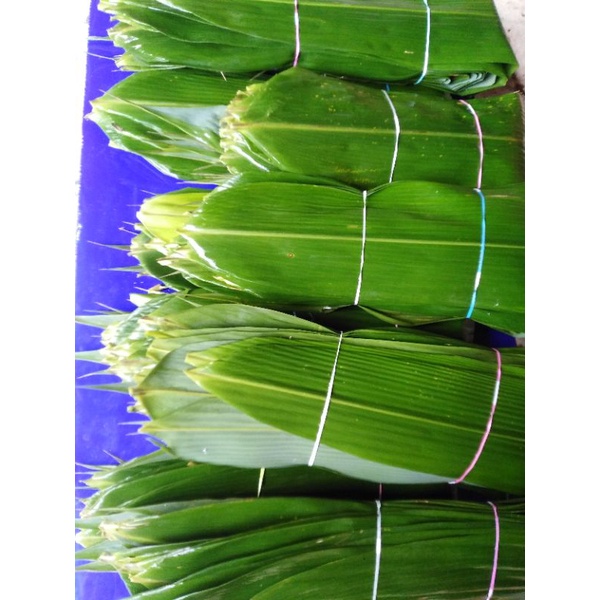 Jual daun bambu ukuran besar segar 400 per lembar | Shopee Indonesia