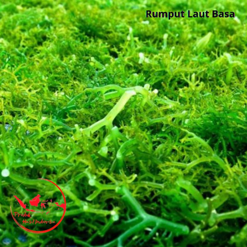 Jual Rumput Laut Hijau Basa Hasil Budidaya | Shopee Indonesia