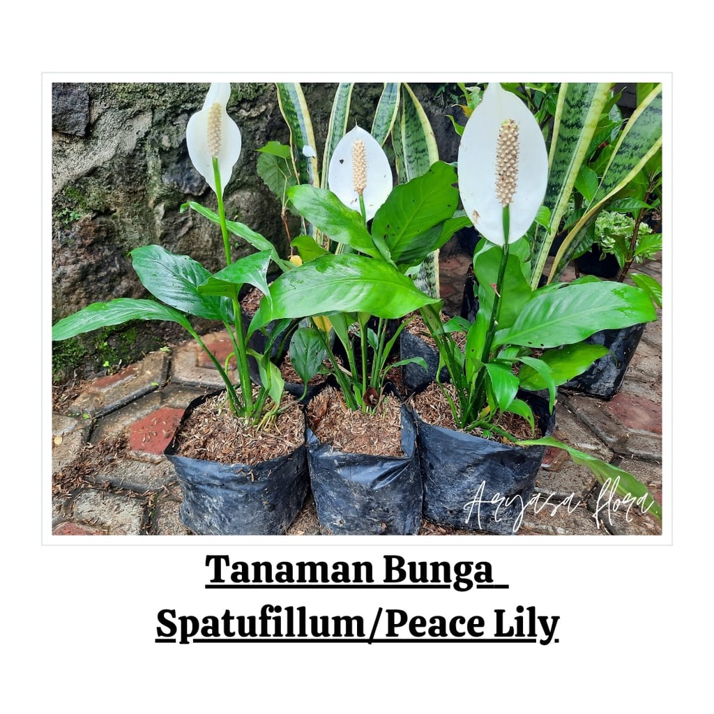 Jual Tanaman Bunga Peace Lily Spatufillum /Tanaman Penyerap Racun ...