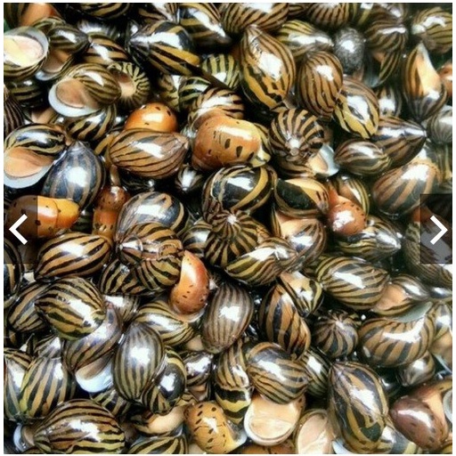 Jual KEONG TURBO AQUASCAPE DAN KEONG TANDUK | Shopee Indonesia