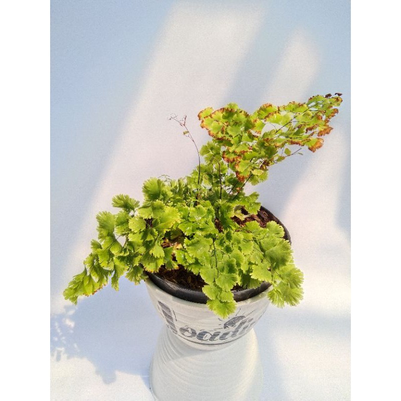 Jual Adiantum Capillus / tanaman suplir kriting | Shopee Indonesia