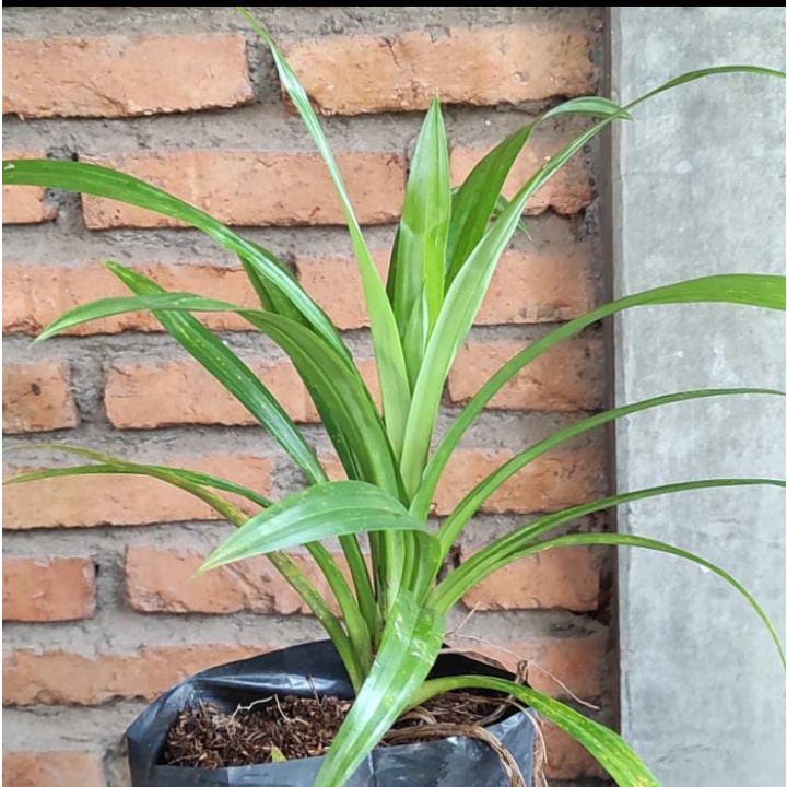 Jual TANAMAN HERBAL PANDAN WANGI BESAR POHON PANDAN WANGI POHON PANDAN ... Jual TANAMAN HERBAL PANDAN WANGI BESAR POHON PANDAN WANGI POHON PANDAN ...