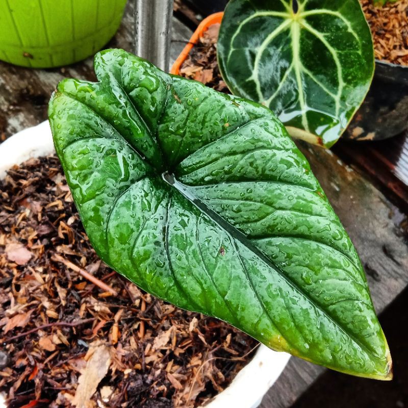 Jual alocasia bisma kertawijaya | Shopee Indonesia