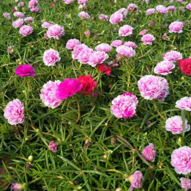 Jual bunga Sutra bombay/bunga sautra bombay/bunga jam 8/kembang jam 8 ...