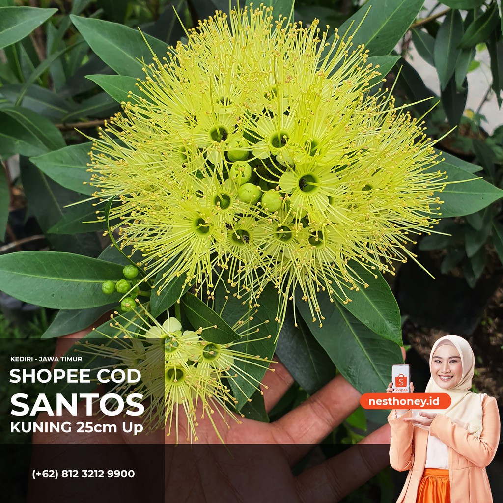 Jual Santos Lemon Kuning 40 cm Up / Xantos / Xanthostemon / Bunga ...