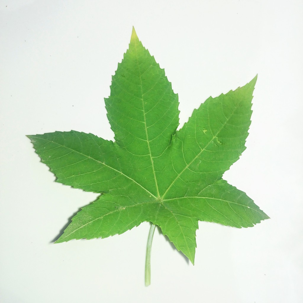 Jual Daun Jarak Kepyar (Ricinus communis) Eco-print isi 10 lembar ...