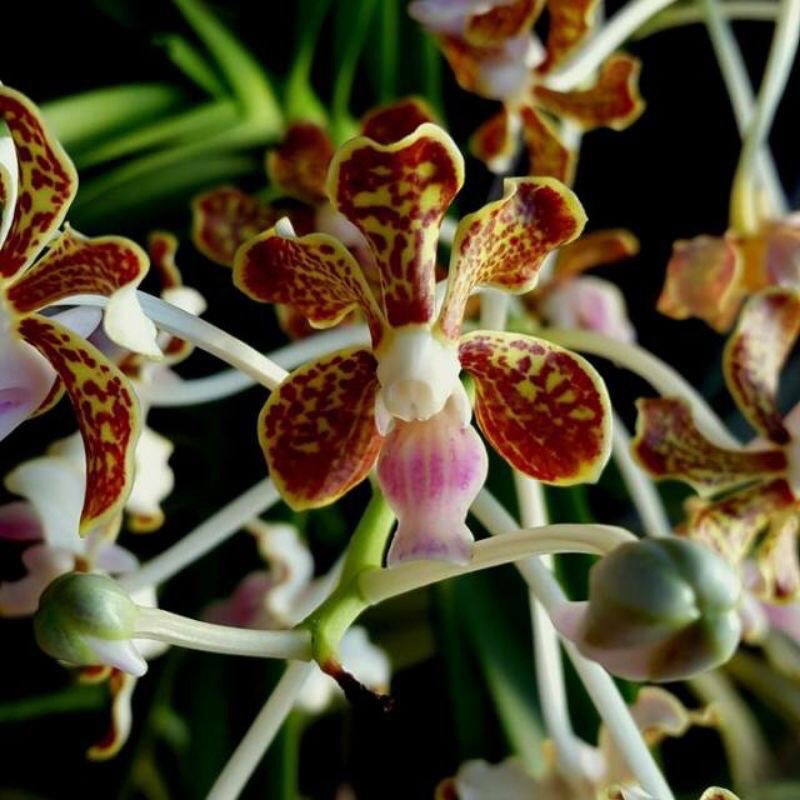 Jual Anggrek Vanda Limbata siap berbunga plant dewasa | Shopee Indonesia