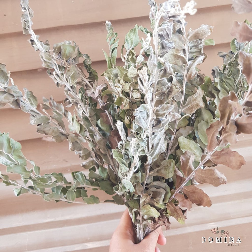 Jual BUNGA KERING DAUN MEMUSA ASLI | Shopee Indonesia