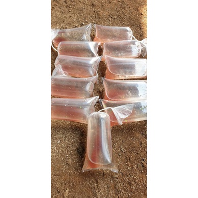 Jual Kutu Air Raksasa Daphnia Magna DM | Shopee Indonesia