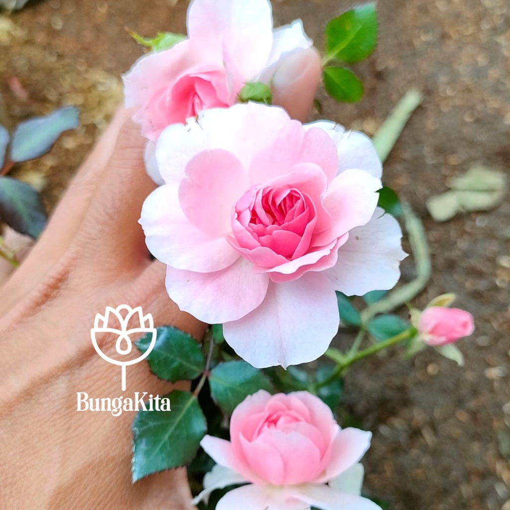 Jual Tanaman Hias Bunga MAWAR IMPORT BABY ROSARIO | Shopee Indonesia