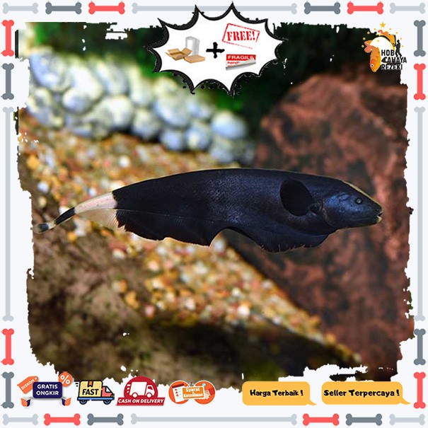 Jual IKAN BLACK GHOST | Shopee Indonesia