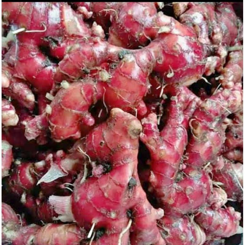 Jual JAHE MERAH SEGAR 1 KG | Shopee Indonesia