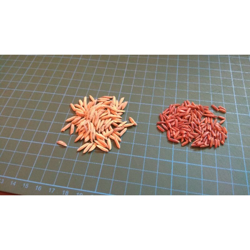 Jual Beras Merah Organik (1 butir) | Shopee Indonesia