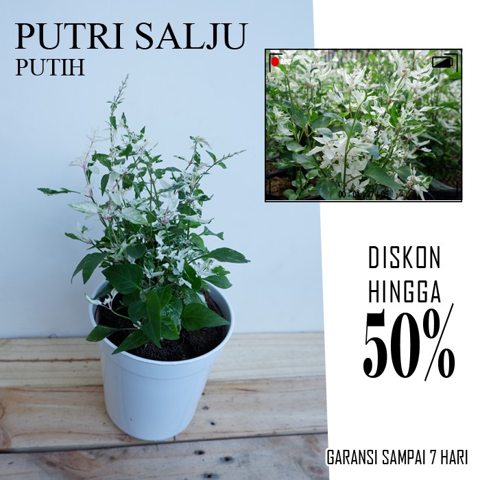 Jual Tanaman Hias Bunga Anting Putri Salju (wrightia religiosa ...