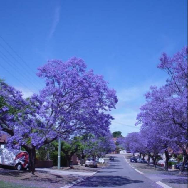 Jual Paket murah 3 bibit pohon jacaranda - 3 bibit tanaman hias ...
