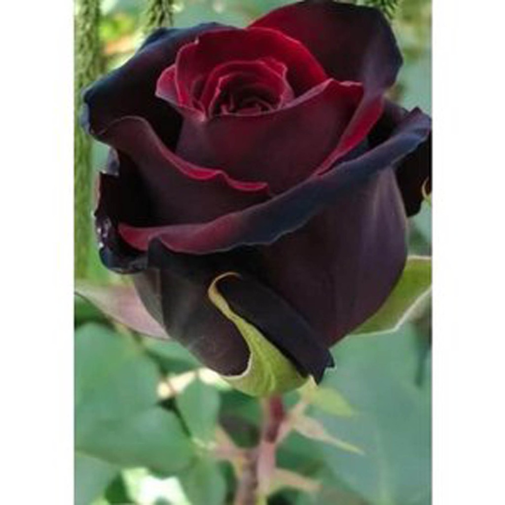 Jual Biji Bunga Mawar Blood Black Rose Import - Bibit Tanaman Pohon ...