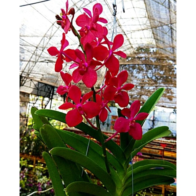 Jual Vanda mokara orange/merah besar | Shopee Indonesia
