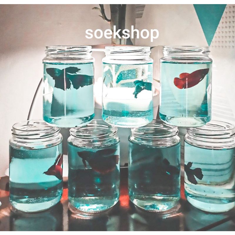 Jual Toples Kaca Cupang / Botol Kaca Ikan Cupang & Guppy | Toples Mini ...