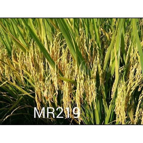 Jual Biji Padi Unggul Tahan Rebah MR219 MR 219 5KG | Shopee Indonesia