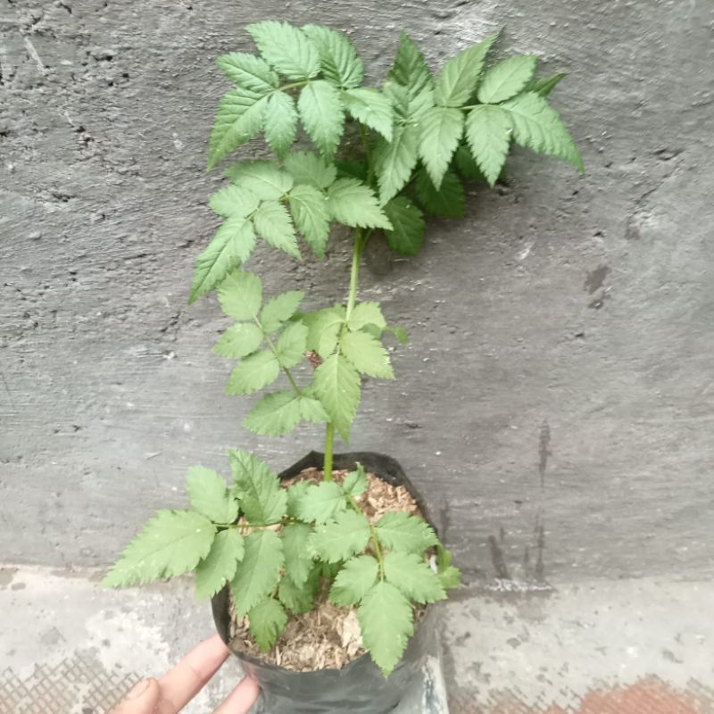 Jual Bibit Pohon Buah Raspberry Merah Tanaman Raspbery Arbei Rubus ...