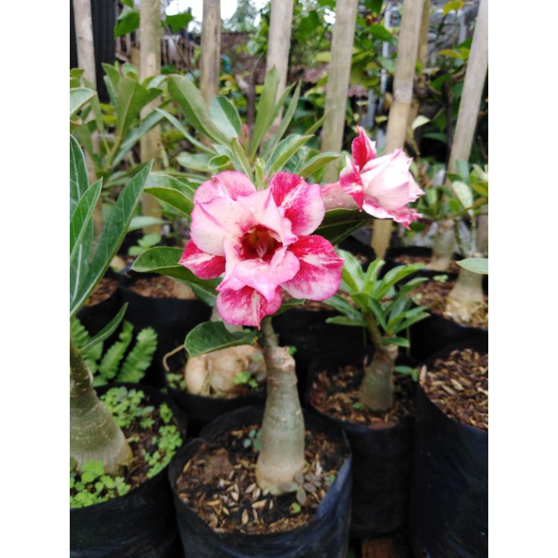 Jual sesuai gambar adenium kamboja jepang grafting berbunga impor ...