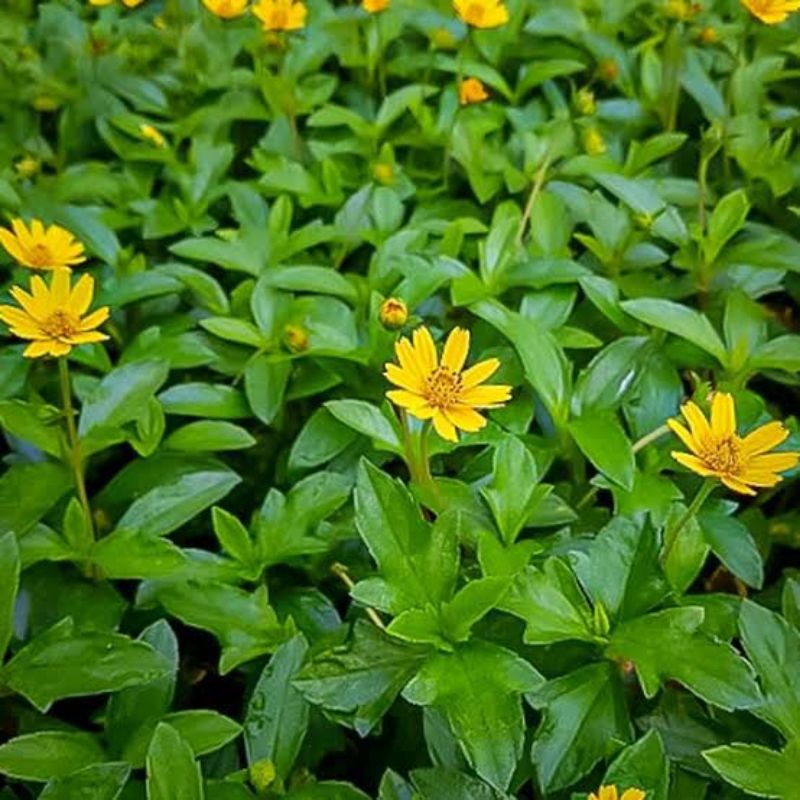 Jual Daun Widelia segar / 100 gram seruni laut daun wedelia segar ...